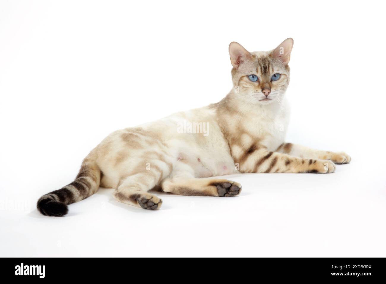 CAT. Snow Marble blue-eyed Bengal Stock Photo - Alamy