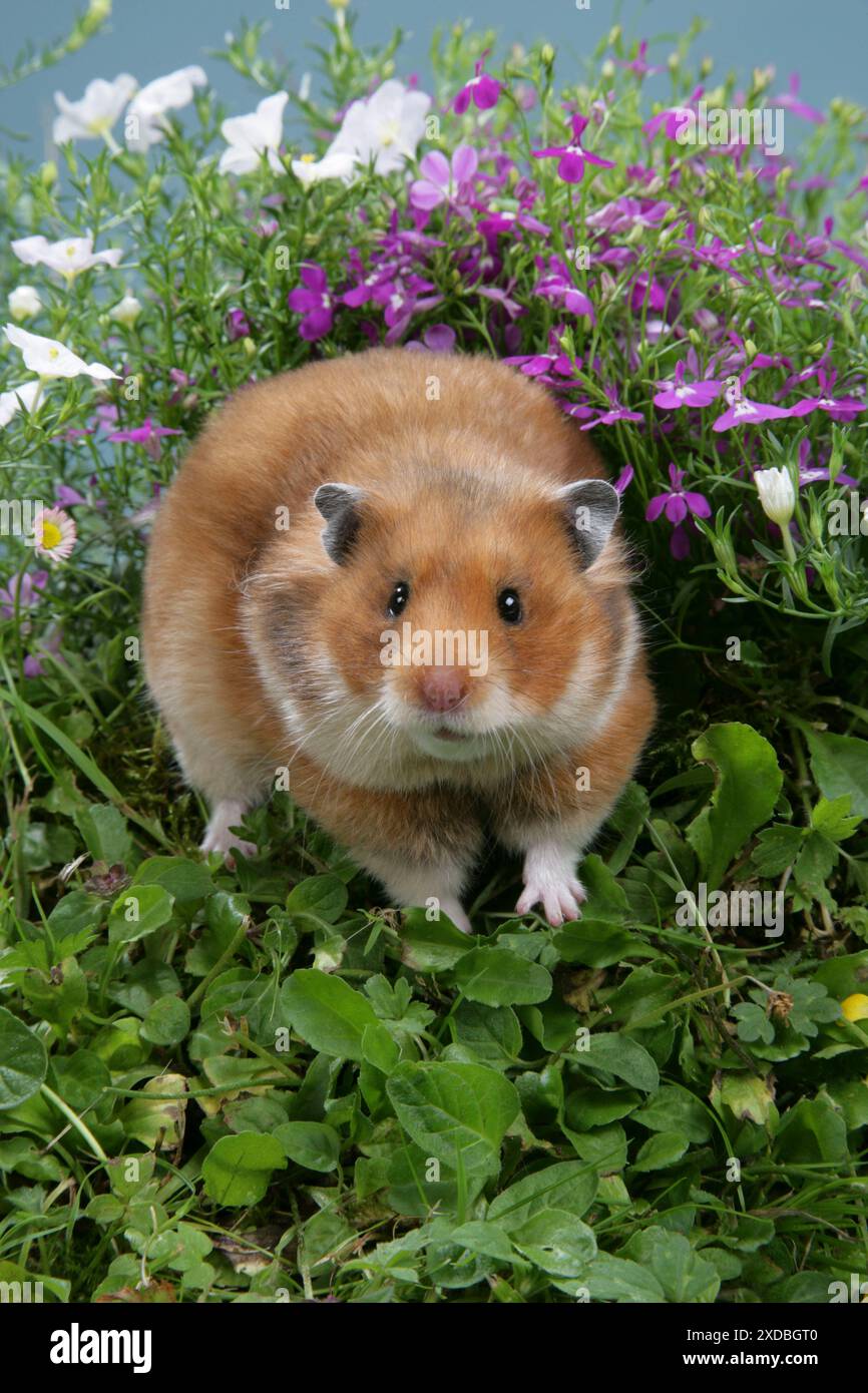 Pets with flowers hi-res stock photography and images - Alamy