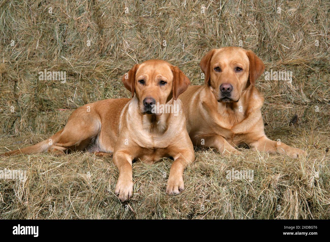Dogs - Yellow Labrador Retrievers lying down on hay stacks Stock Photo ...