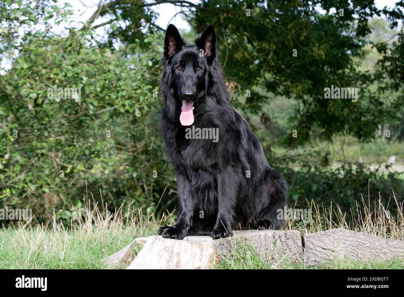 Dog - German Shepherd sitting on tree stump with Stock Photo - Alamy