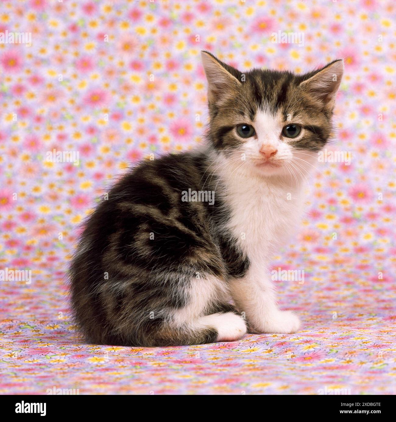 Tabby cat white background hi-res stock photography and images - Alamy