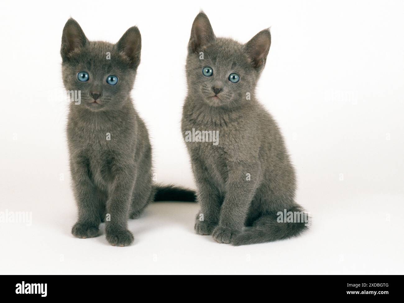 Cat - Russian Blue kittens, 8 weeks old, x2 Stock Photo - Alamy