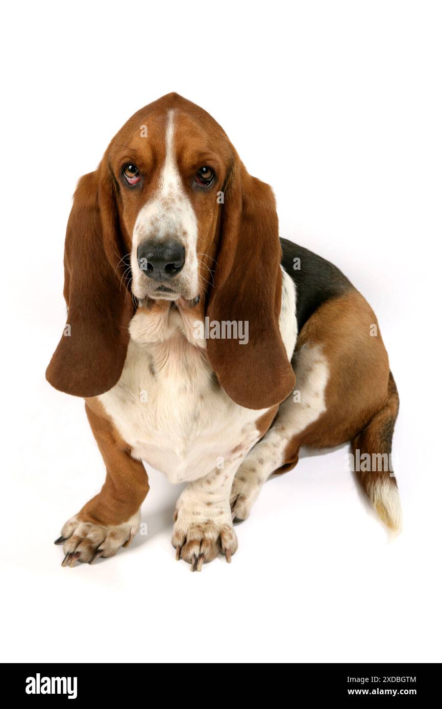 Dog - Basset Hound Stock Photo - Alamy