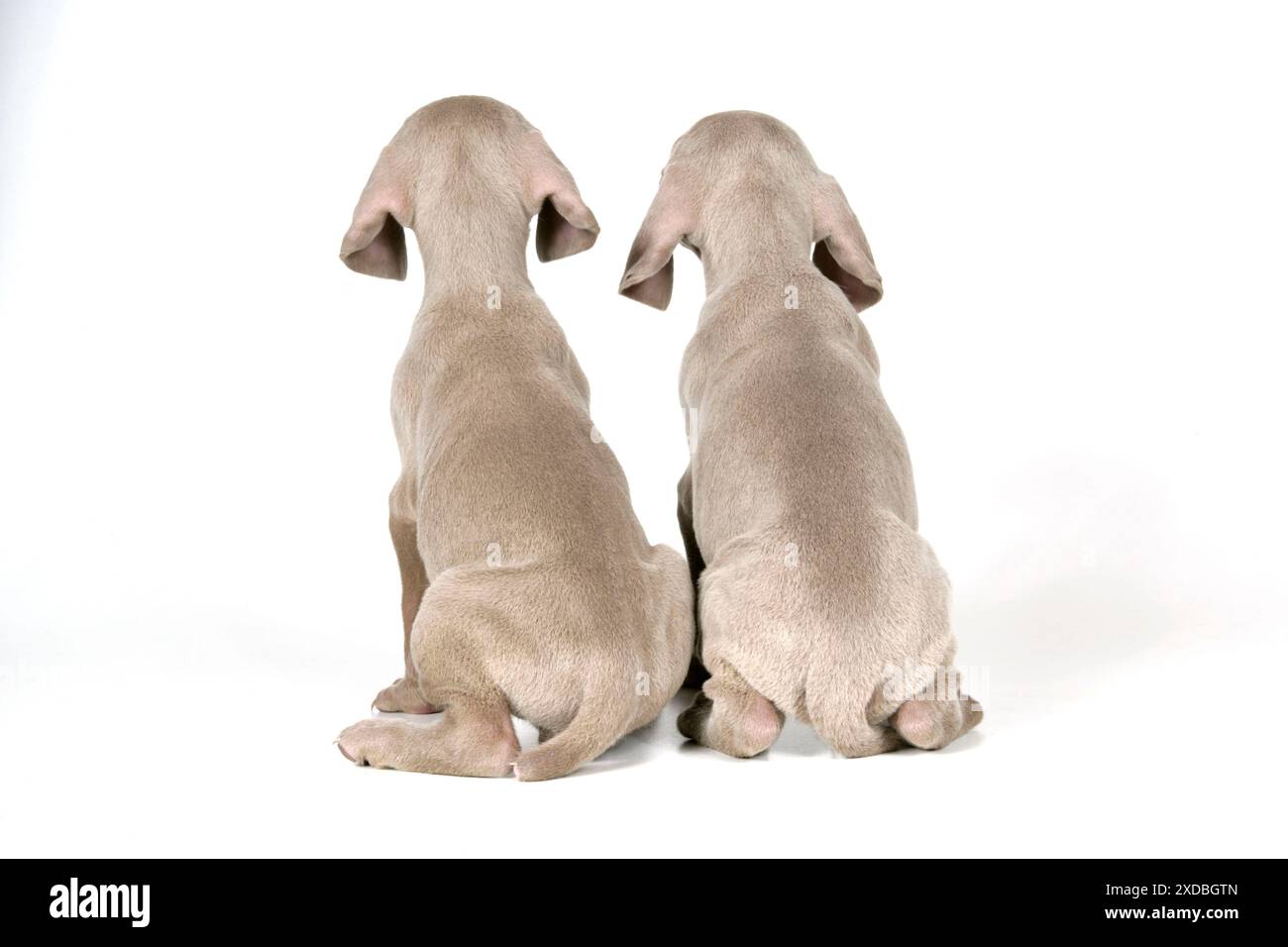 Two friends sitting back back hi-res stock photography and images - Alamy