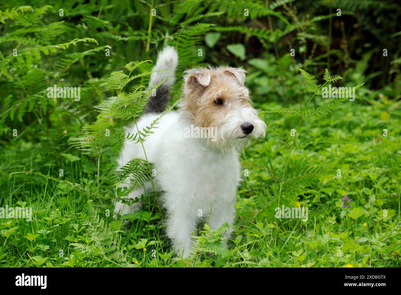 The dog and the fox hi-res stock photography and images - Alamy