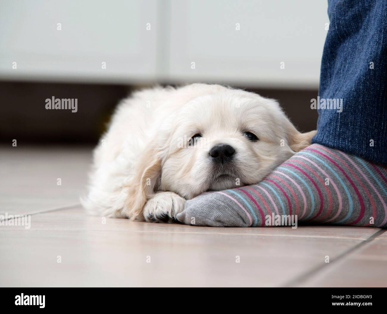 Dozing puppy hi-res stock photography and images - Alamy