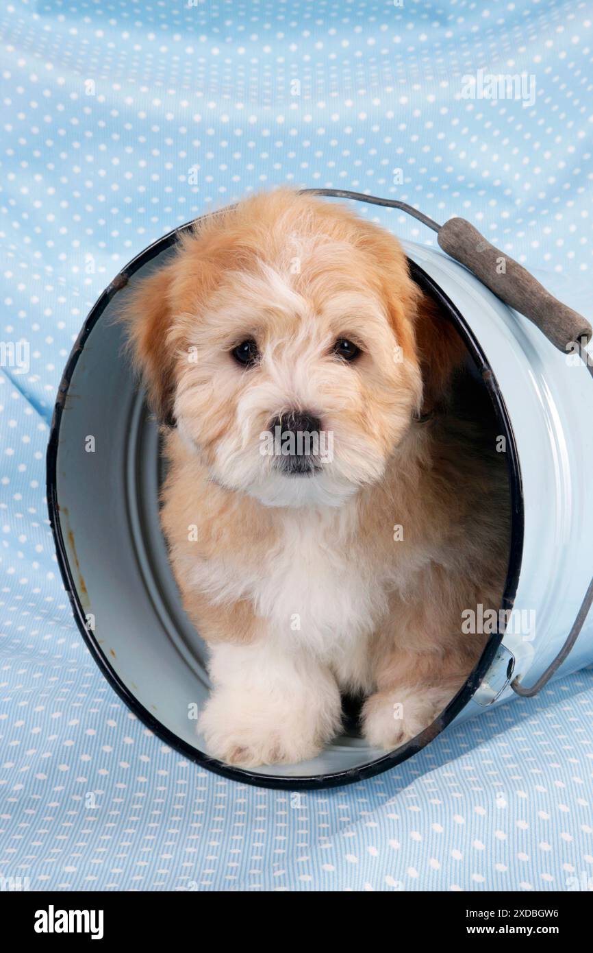 Dog. Teddy Bear dog in bucket Stock Photo - Alamy