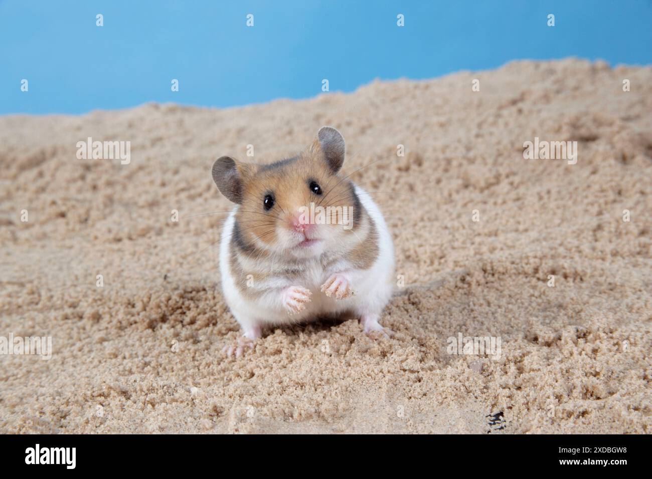 Sand animal hi-res stock photography and images - Alamy