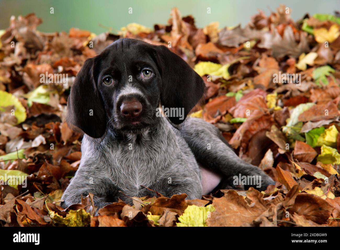 German Wire-Haired Pointer Dog - puppy (8 weeks Stock Photo - Alamy