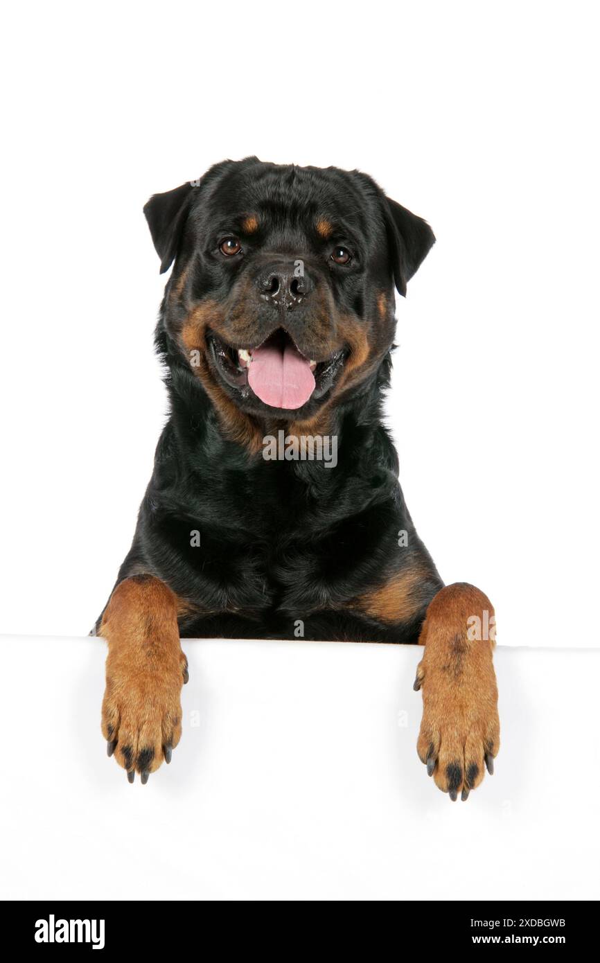 Face of paws Cut Out Stock Images & Pictures - Alamy