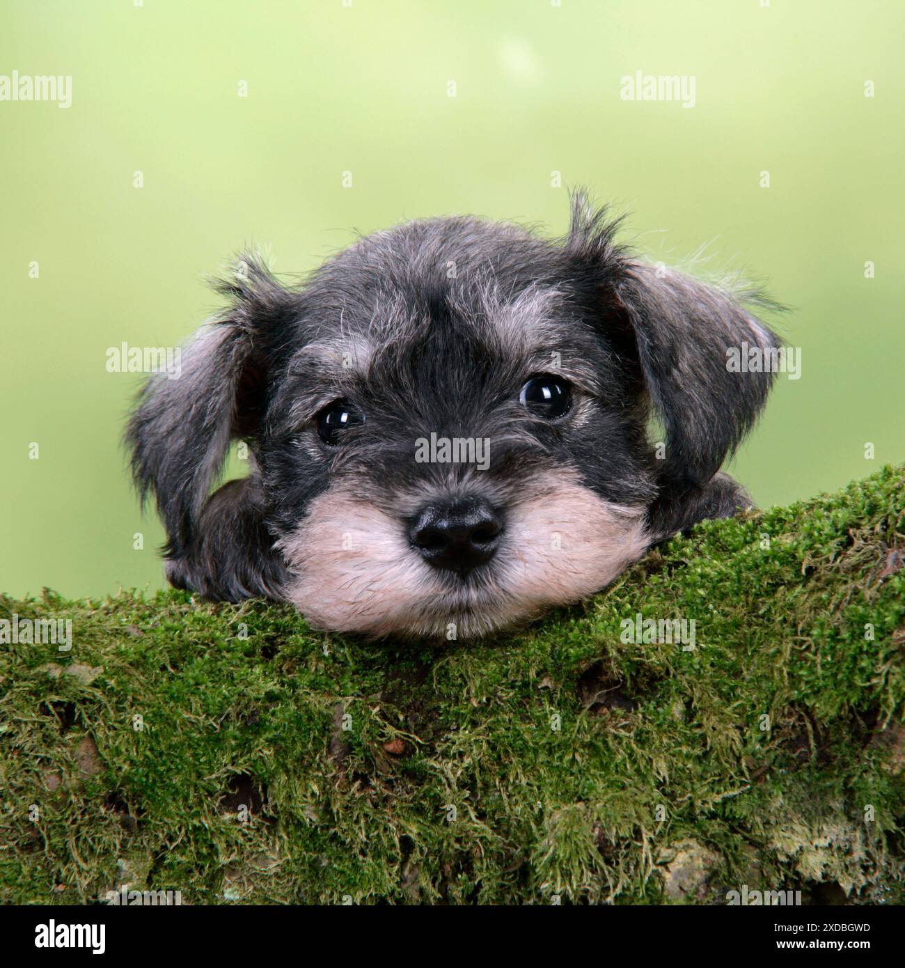 Dog. Miniature Schnauzer puppy (6 weeks old) on a mossy log Stock Photo ...