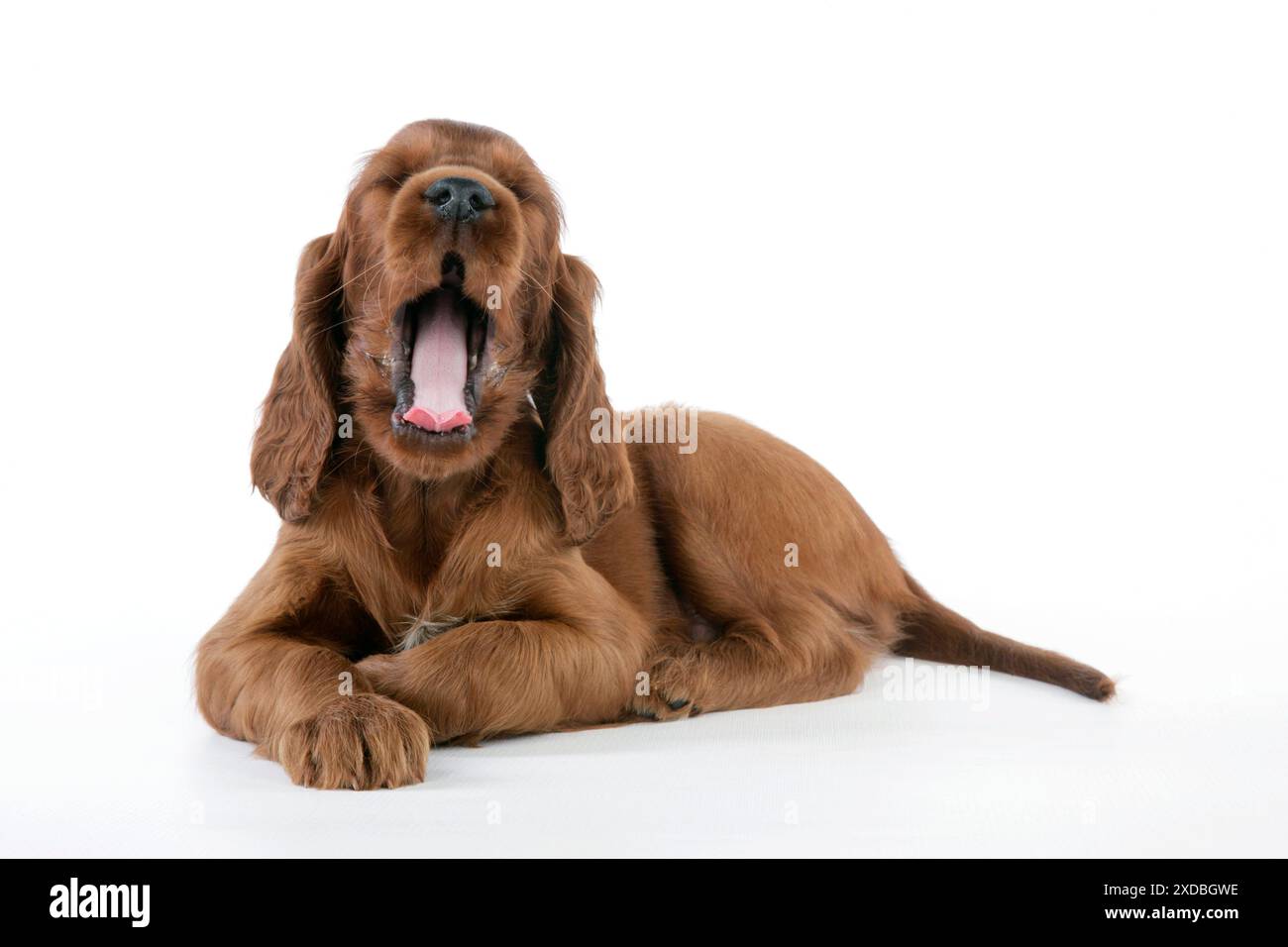 Irish red setter puppy hi-res stock photography and images - Alamy
