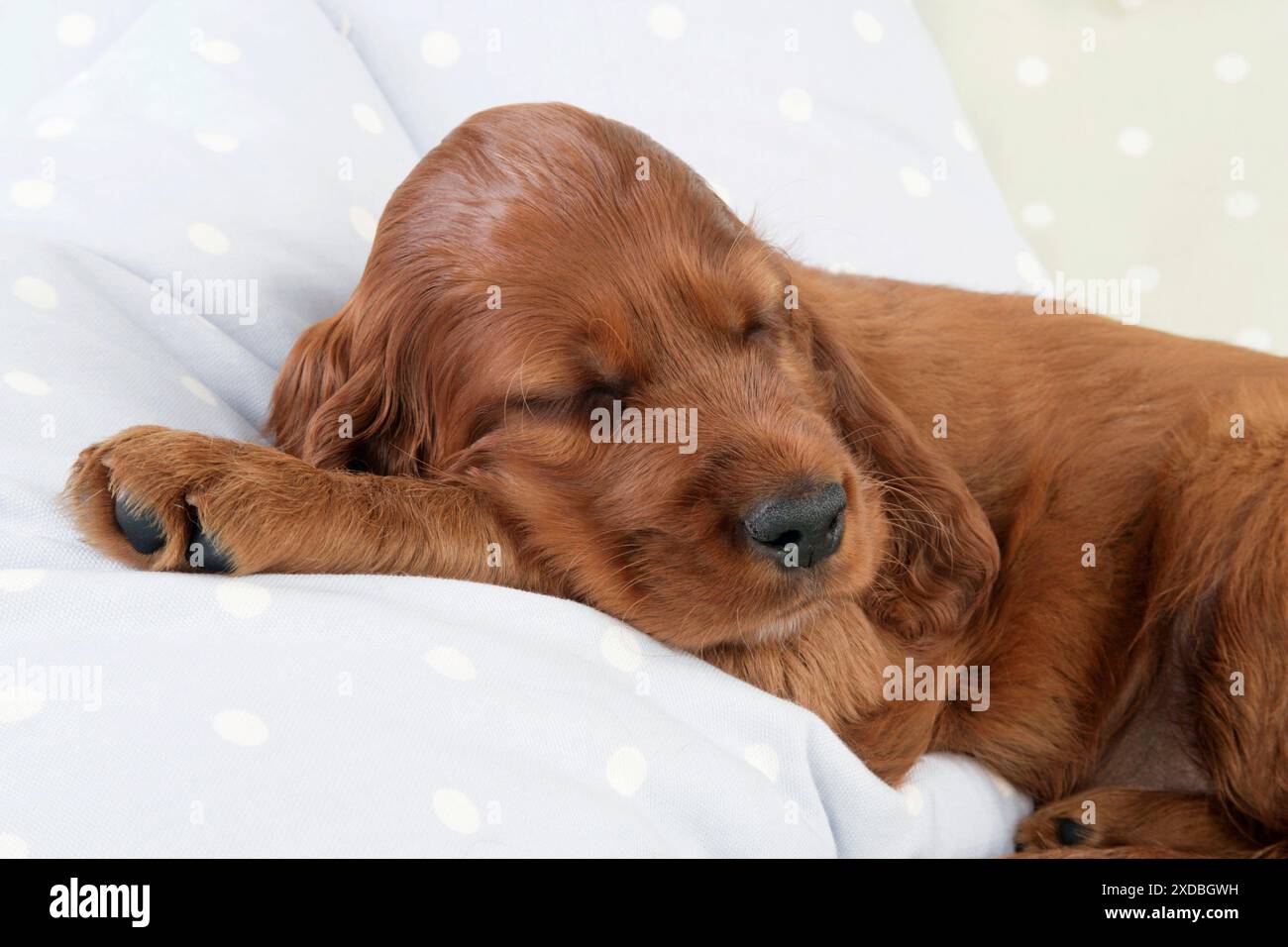 Dog - Irish Setter - Puppy lying down on pillow asleep Stock Photo - Alamy