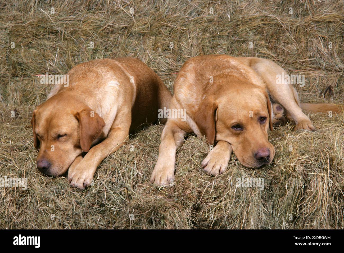 Dogs - Yellow Labrador Retrievers lying down on hay stacks Stock Photo ...