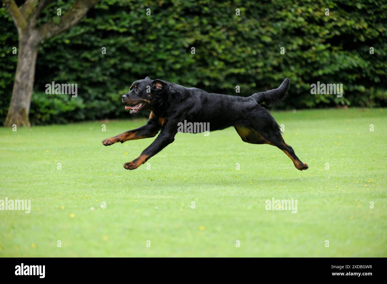 Dog - Rottweiler running Stock Photo - Alamy