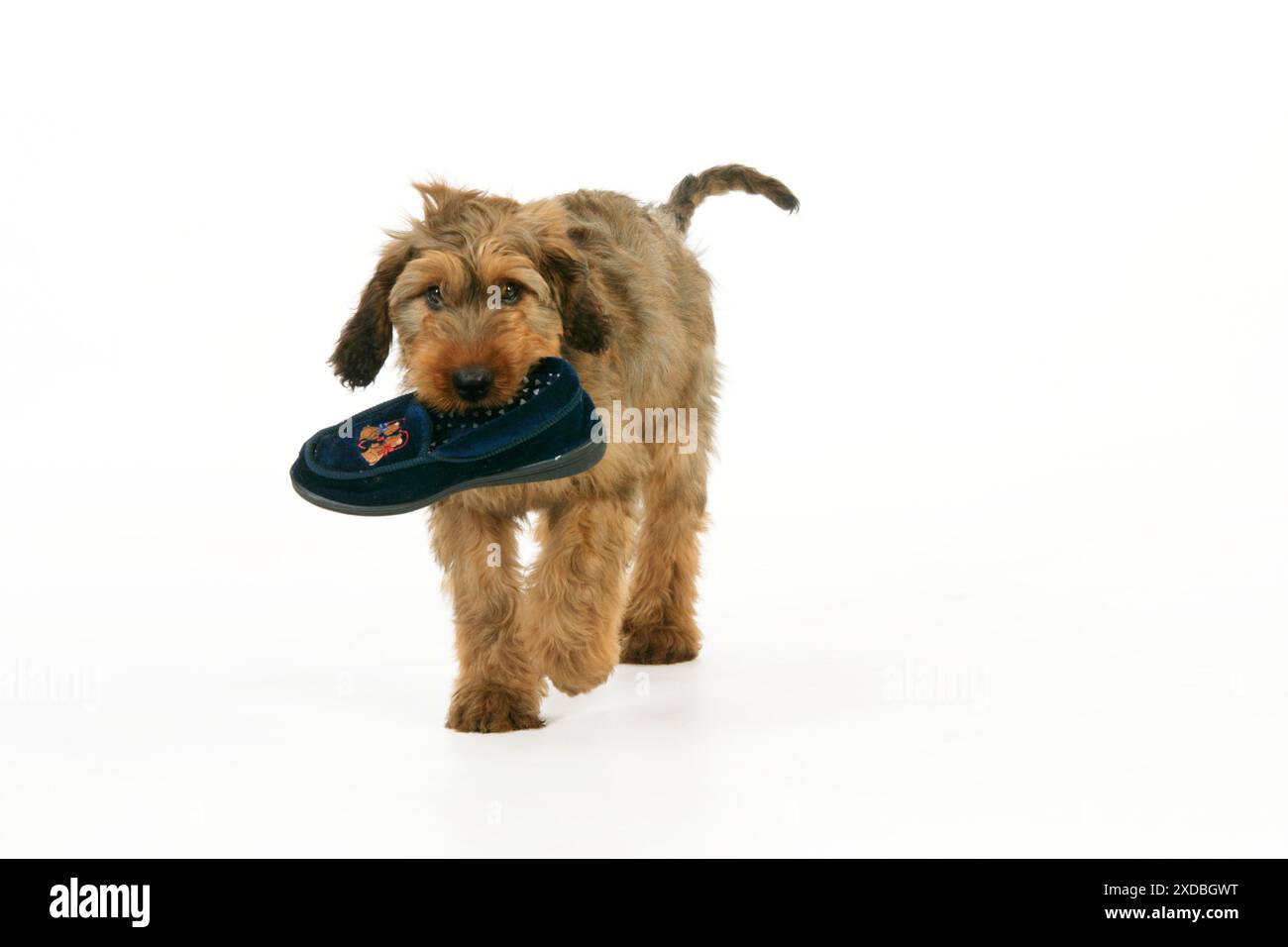 Carrying animals Cut Out Stock Images & Pictures - Alamy