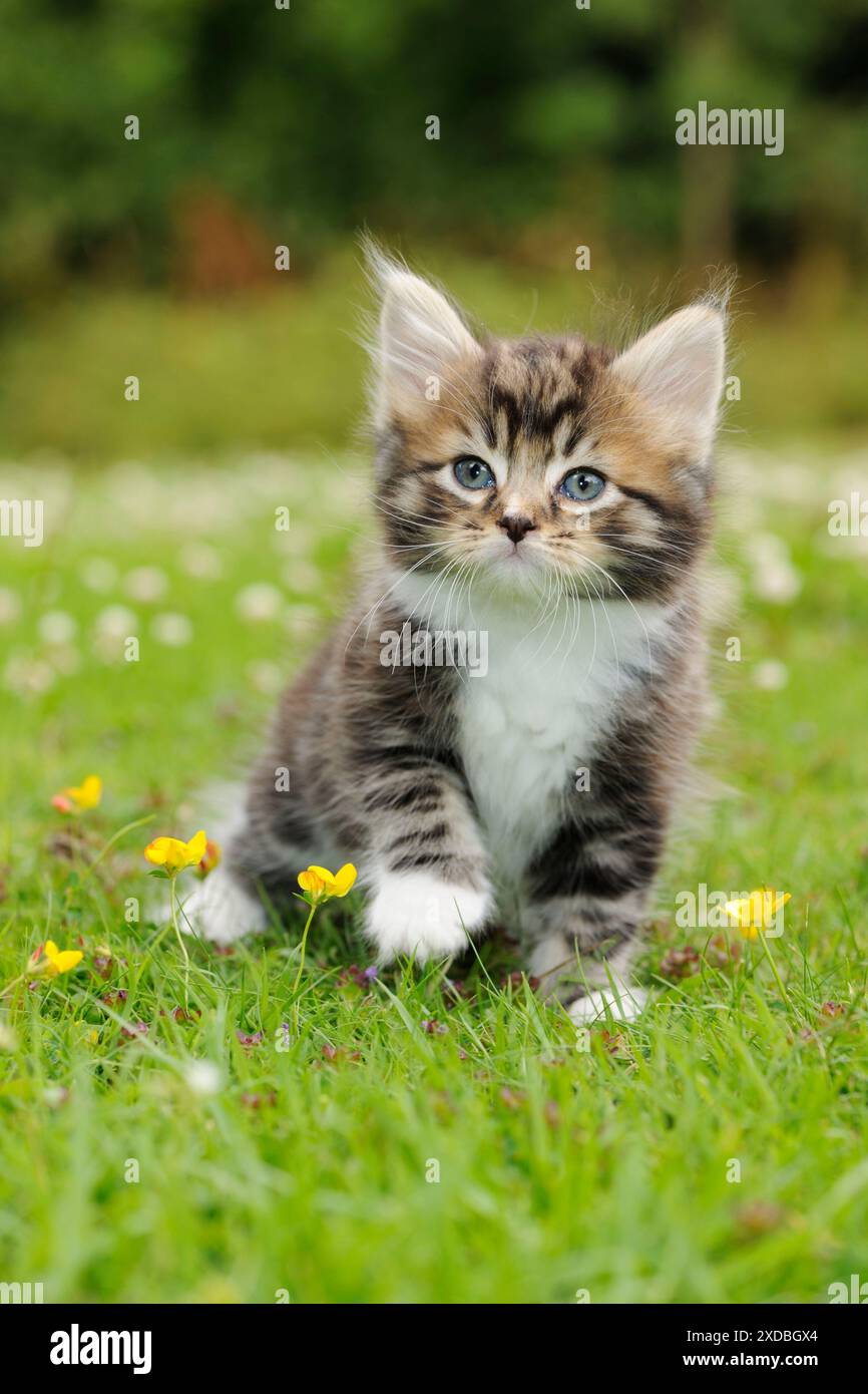 Domestic cat kitten in grass hi-res stock photography and images - Alamy