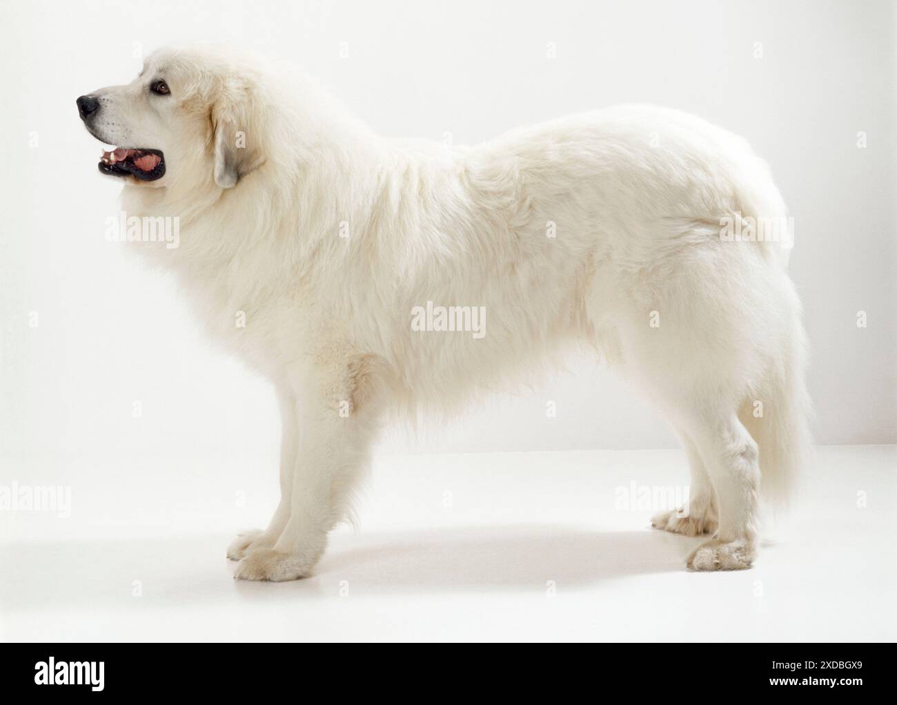 Pyrenean Mountain Dog Stock Photo - Alamy