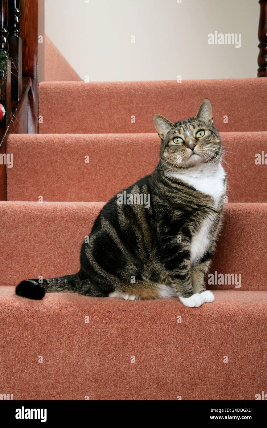 Animal on stairs hi-res stock photography and images - Alamy