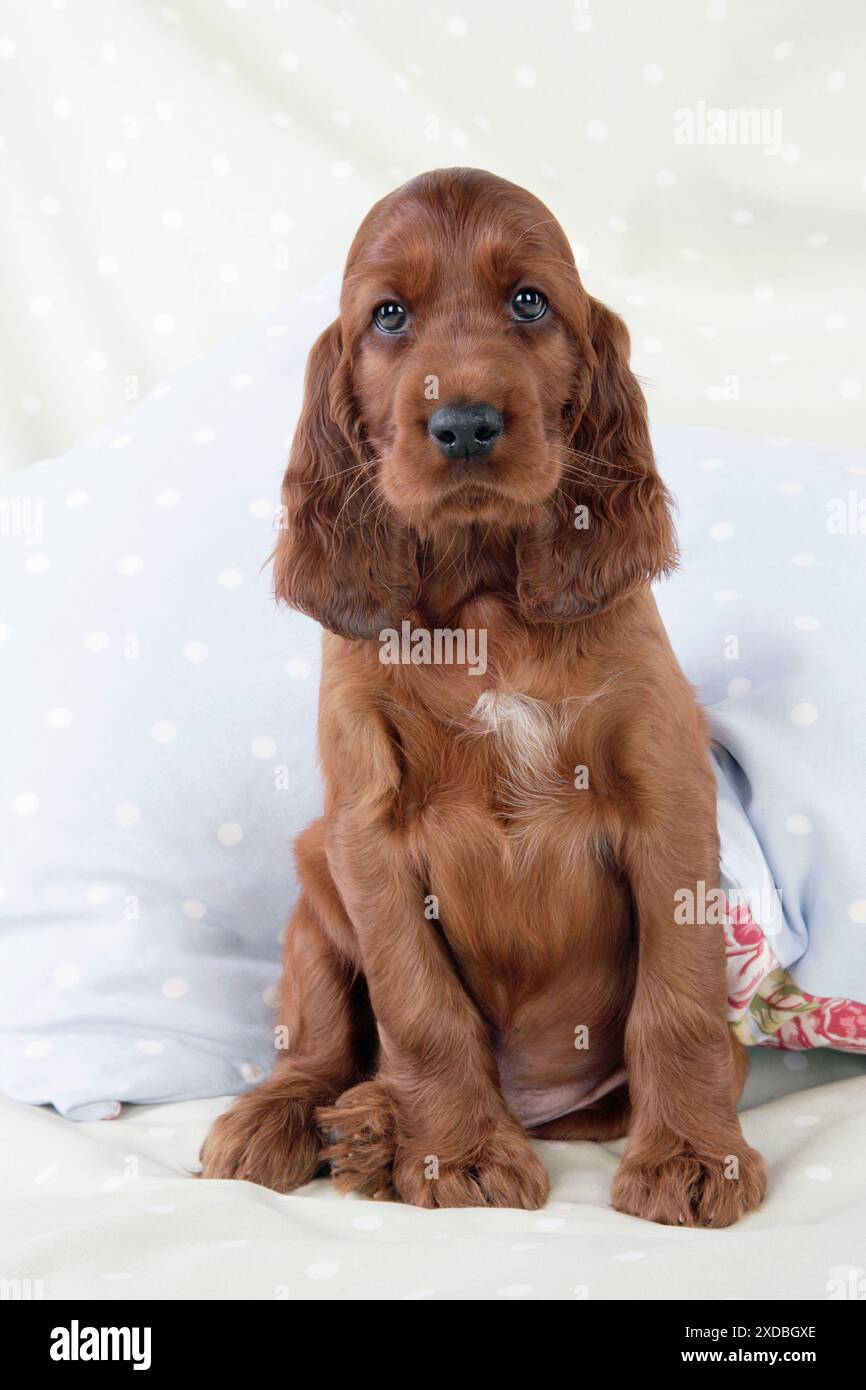 Dog - Irish Setter - Puppy sitting down on pillow Stock Photo - Alamy
