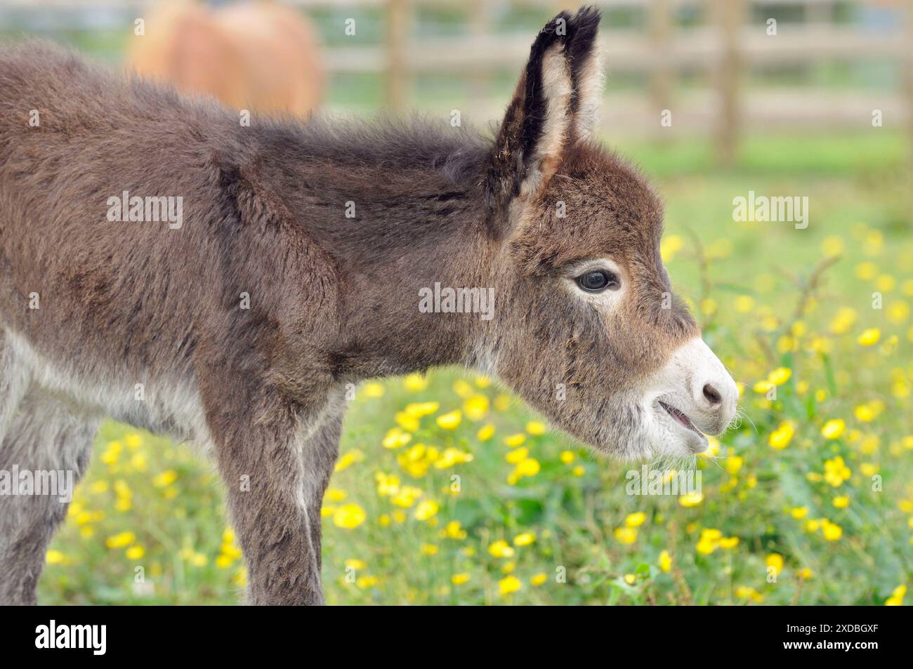 Donkeys as pets hi-res stock photography and images - Alamy