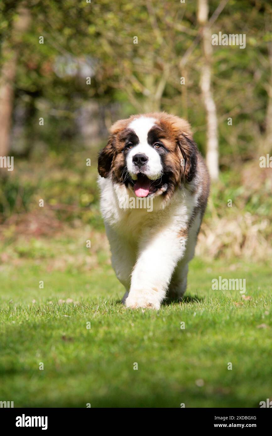 Bernards work hi-res stock photography and images - Alamy