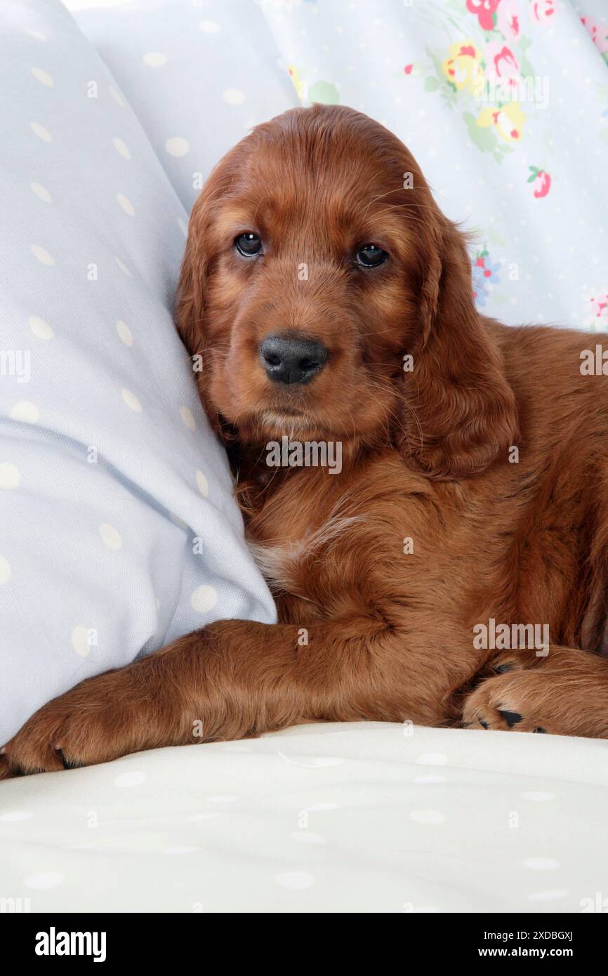Dog - Irish Setter - Puppy lying down on pillow Stock Photo - Alamy