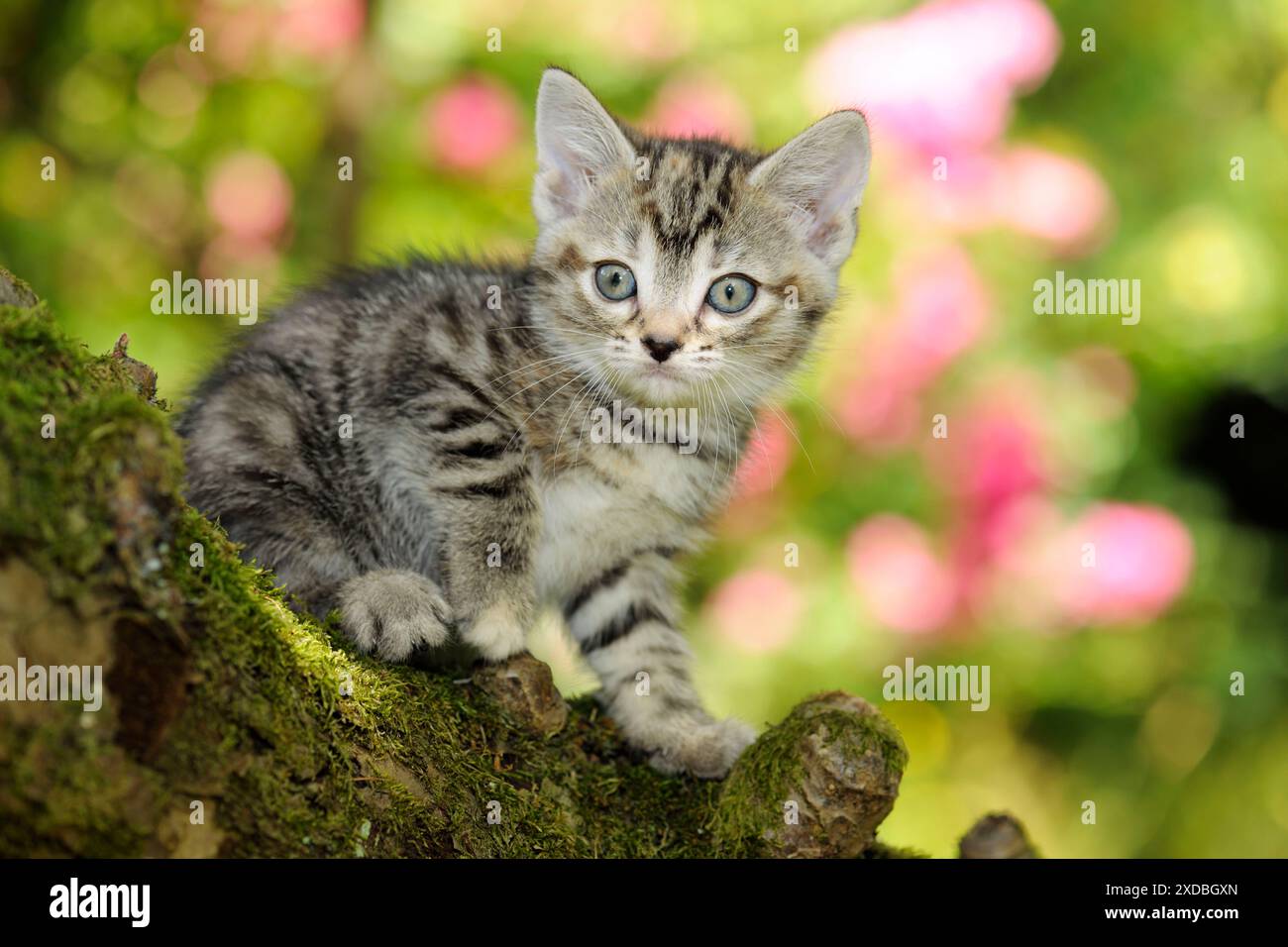 Kitten cat tree hi-res stock photography and images - Alamy