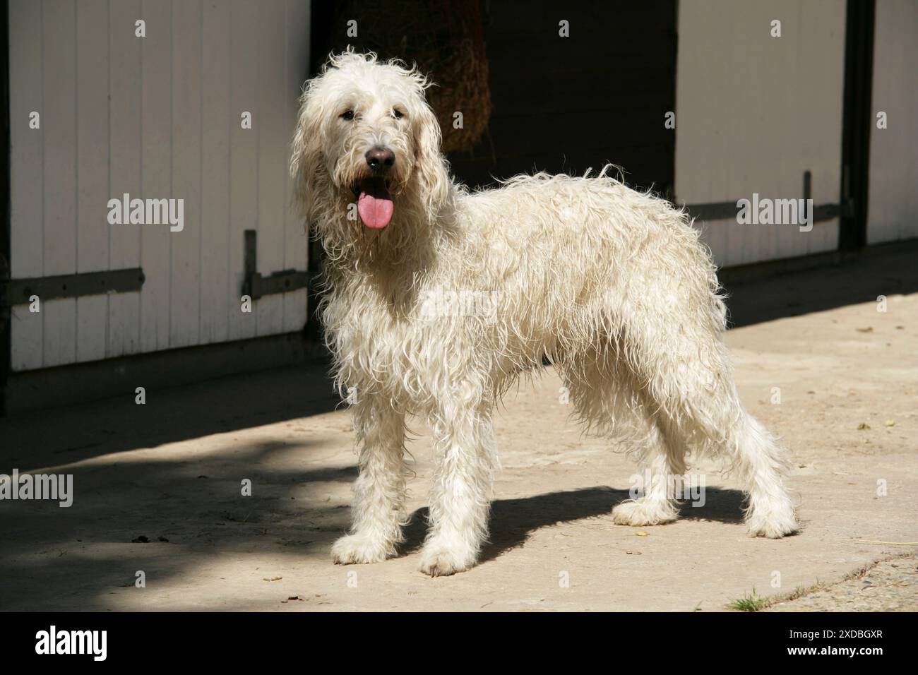 Labradoodle standing hi-res stock photography and images - Alamy
