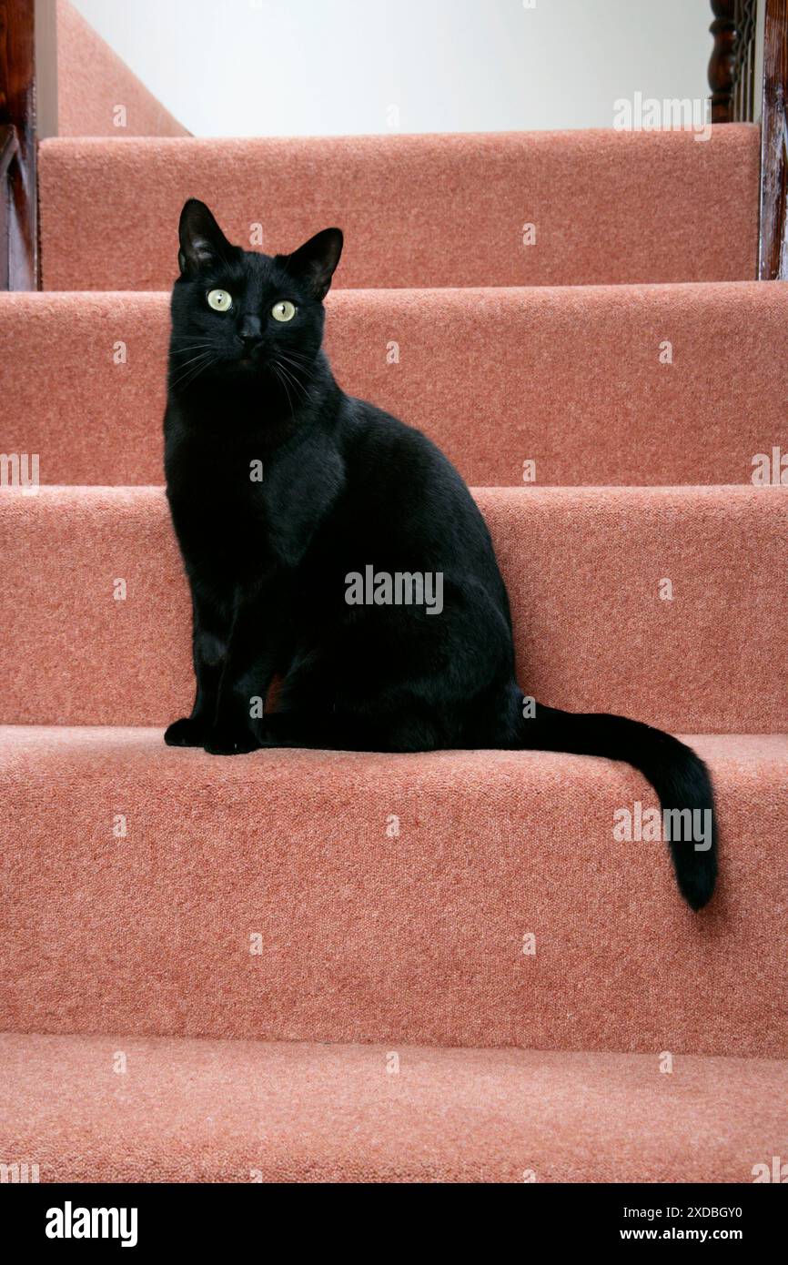 CAT. black cat on stairs Stock Photo - Alamy
