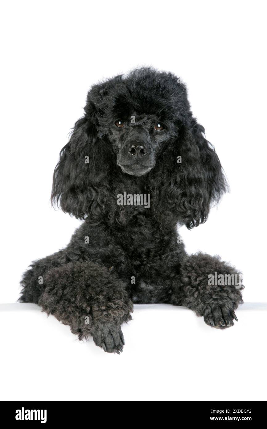 Dog. Black poodle with paws over ledge Stock Photo - Alamy