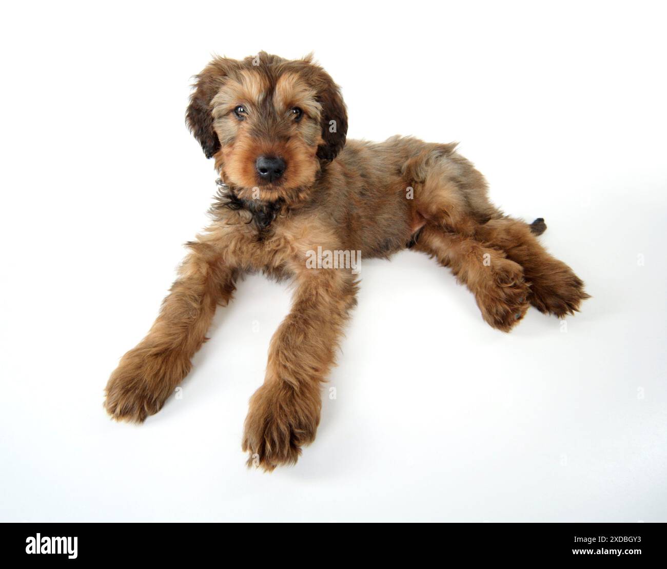 Briard Dog - puppy Stock Photo - Alamy