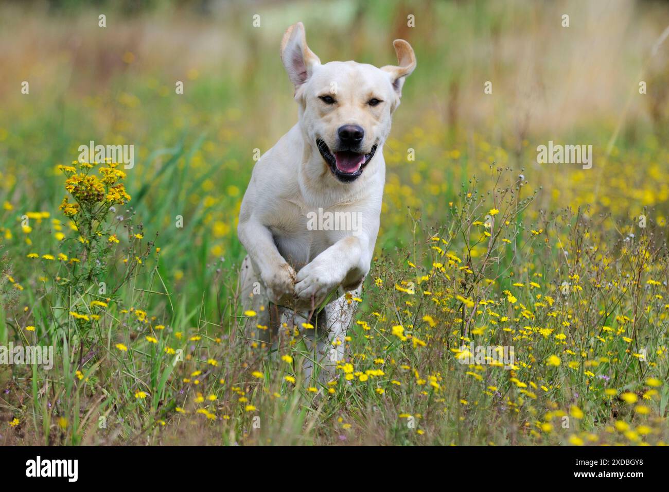Happy labrador retrievers hi-res stock photography and images - Alamy