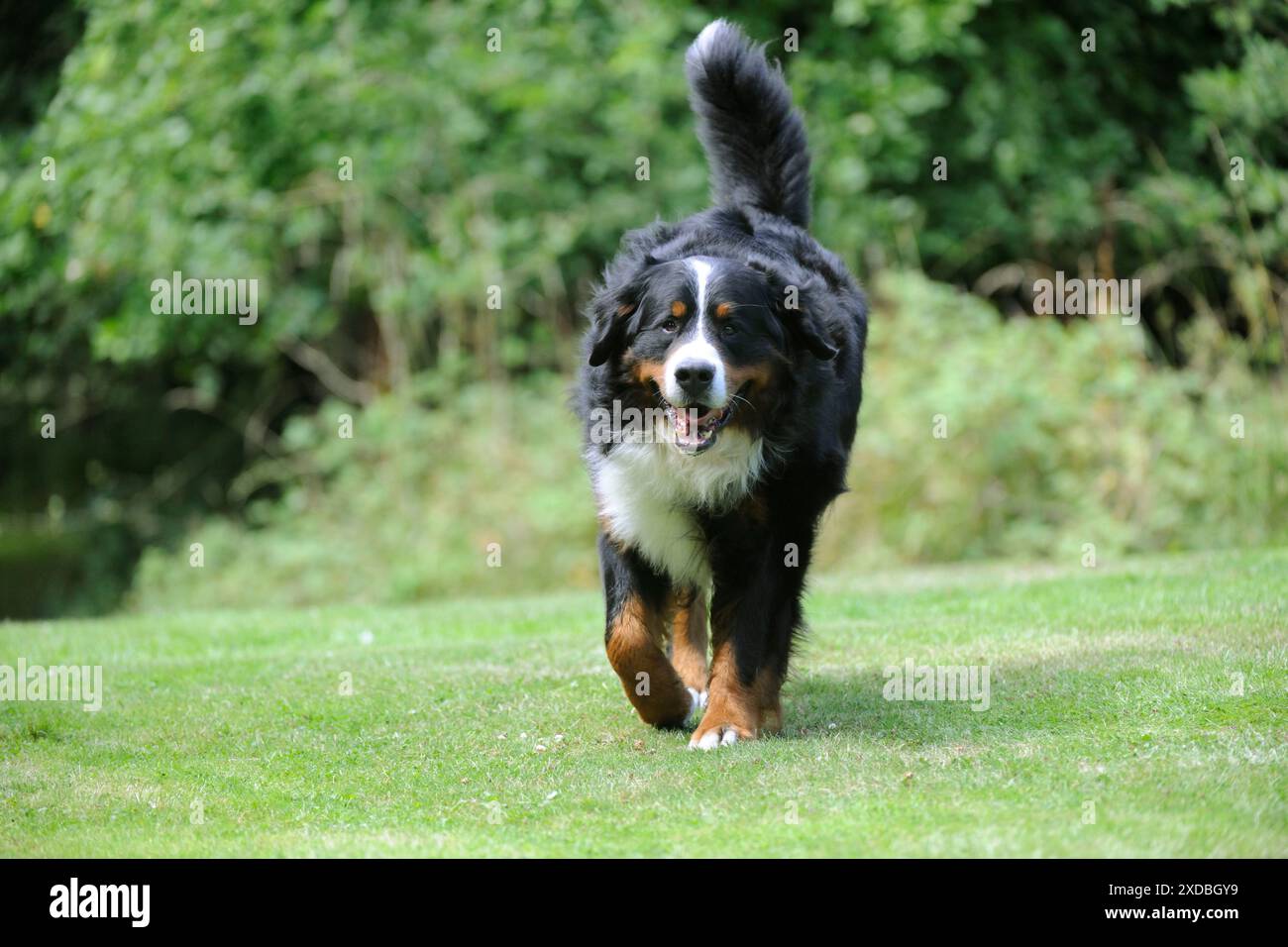 Bernese mountain dog on the mountain hi-res stock photography and ...