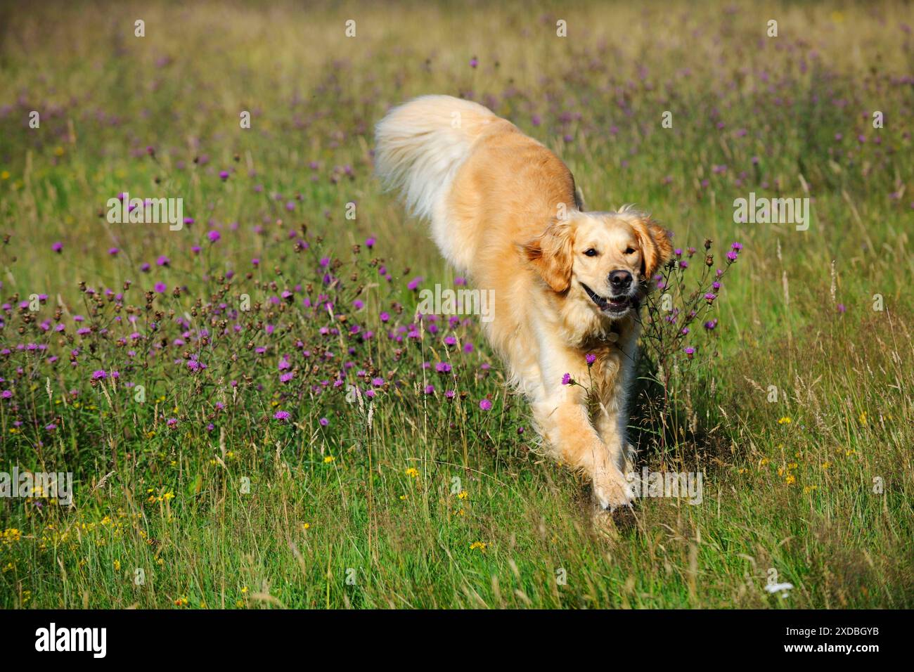 Golden Retriever Dog - running through field Stock Photo - Alamy