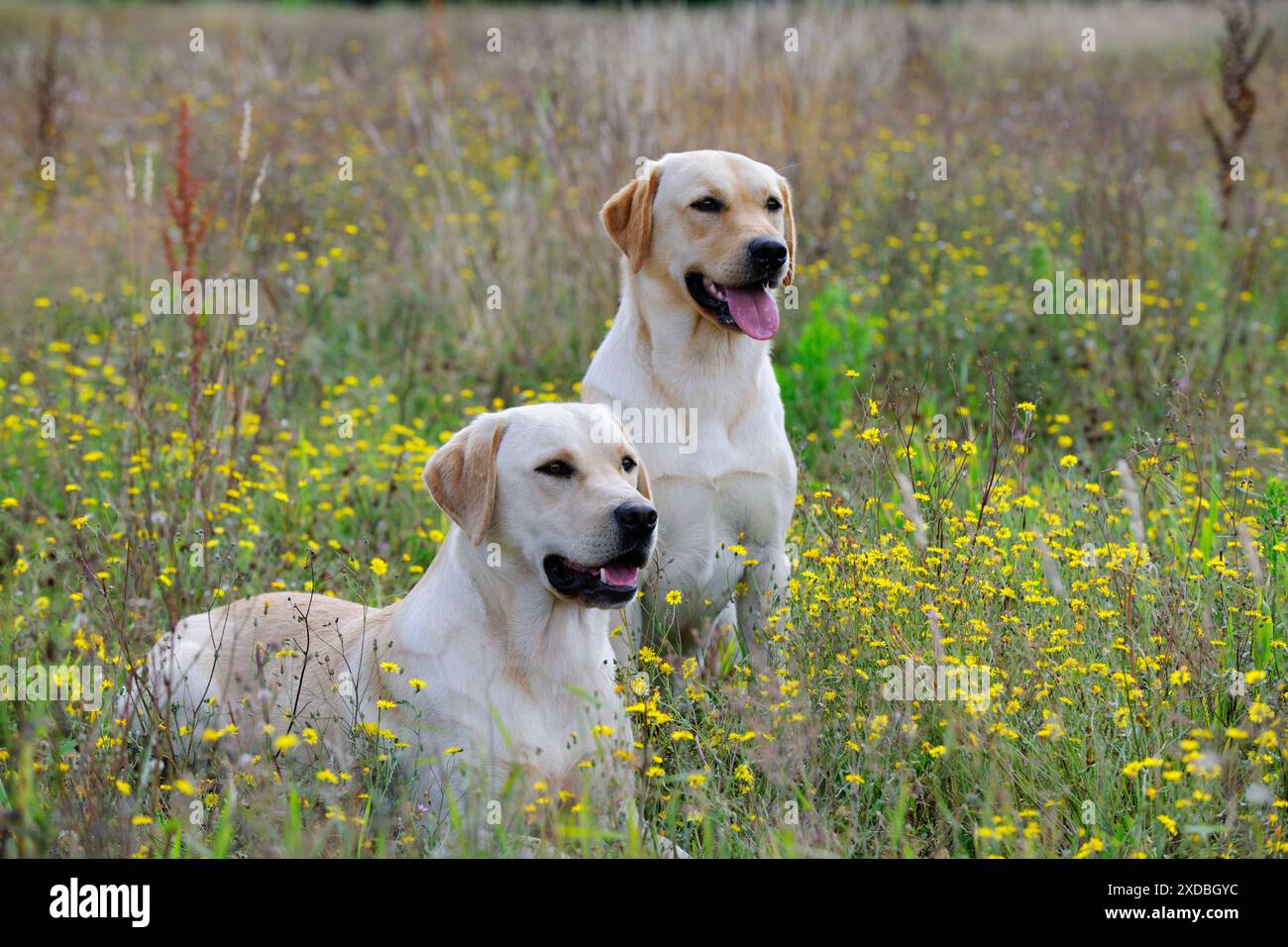 Field of flowers with dog hi-res stock photography and images - Alamy