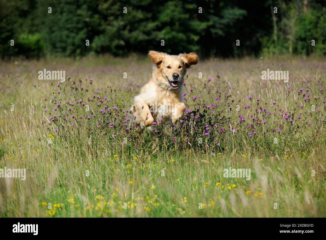 Golden Retriever Dog - running through field Stock Photo - Alamy