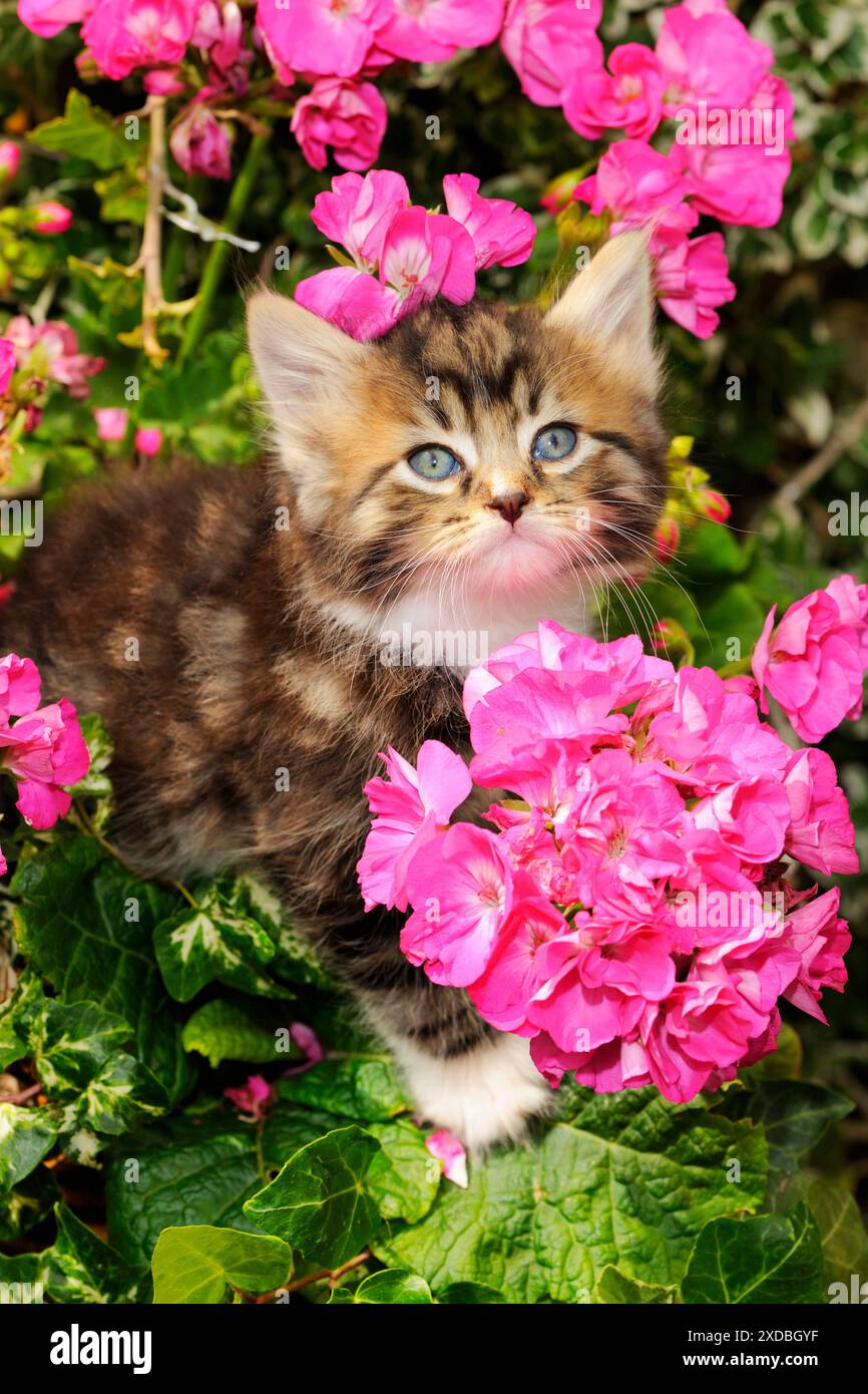 Cat. Kitten (7 weeks old) sitting amongst pink plants Stock Photo - Alamy