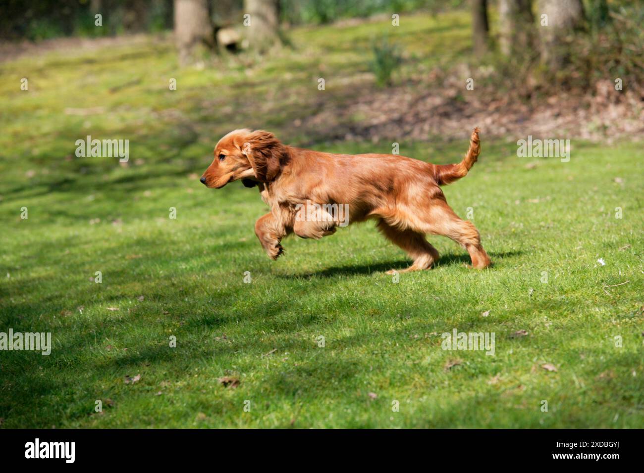 Cocker Spaniel Dog - puppy running Stock Photo - Alamy