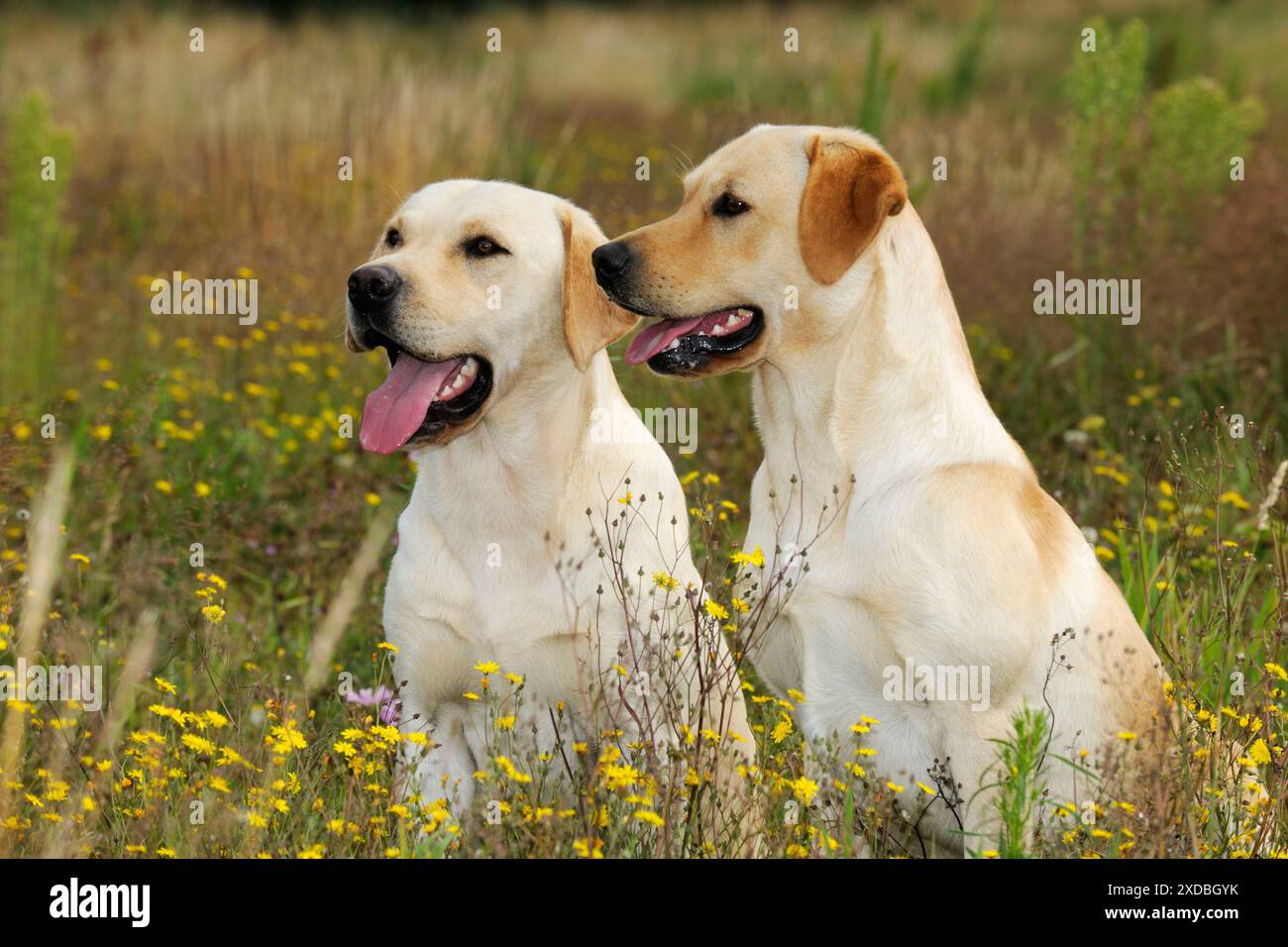 Field of flowers with dog hi-res stock photography and images - Alamy