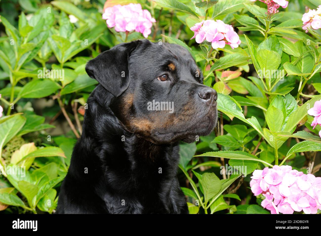 Dog - Rottweiler in front of pink flowers Stock Photo - Alamy