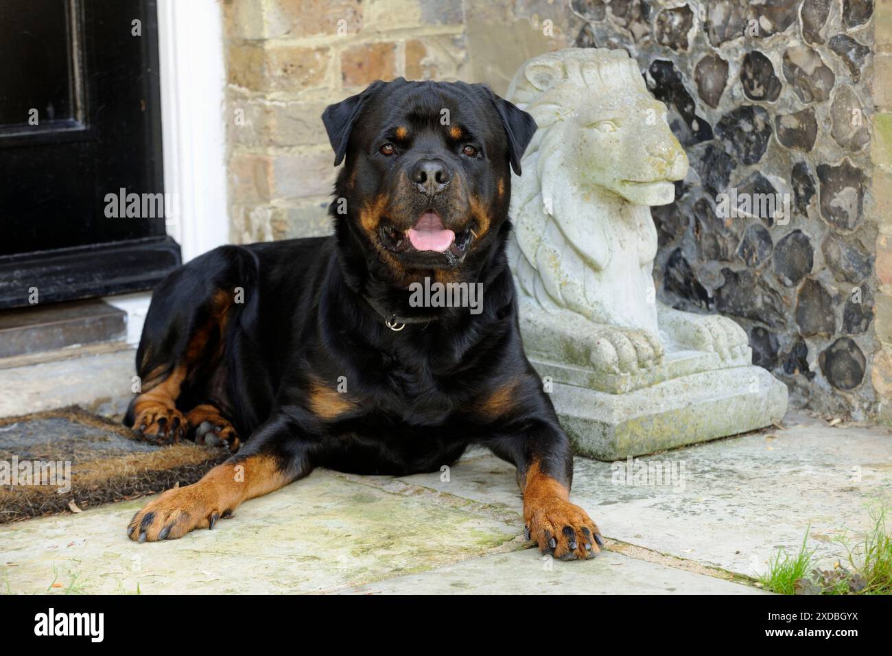Dog by garden door hi-res stock photography and images - Alamy