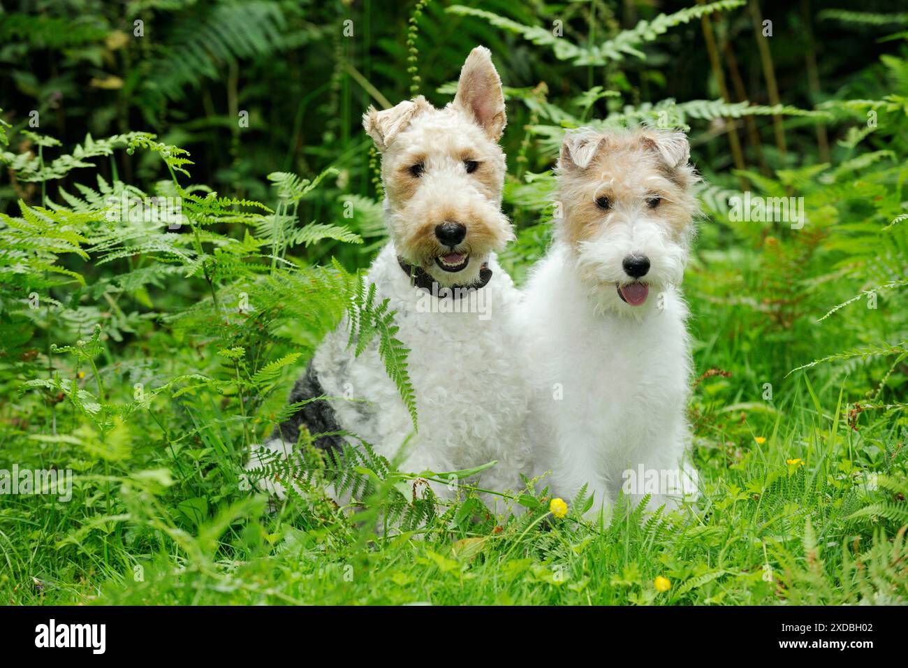 Animal friendship dog fox hi-res stock photography and images - Alamy