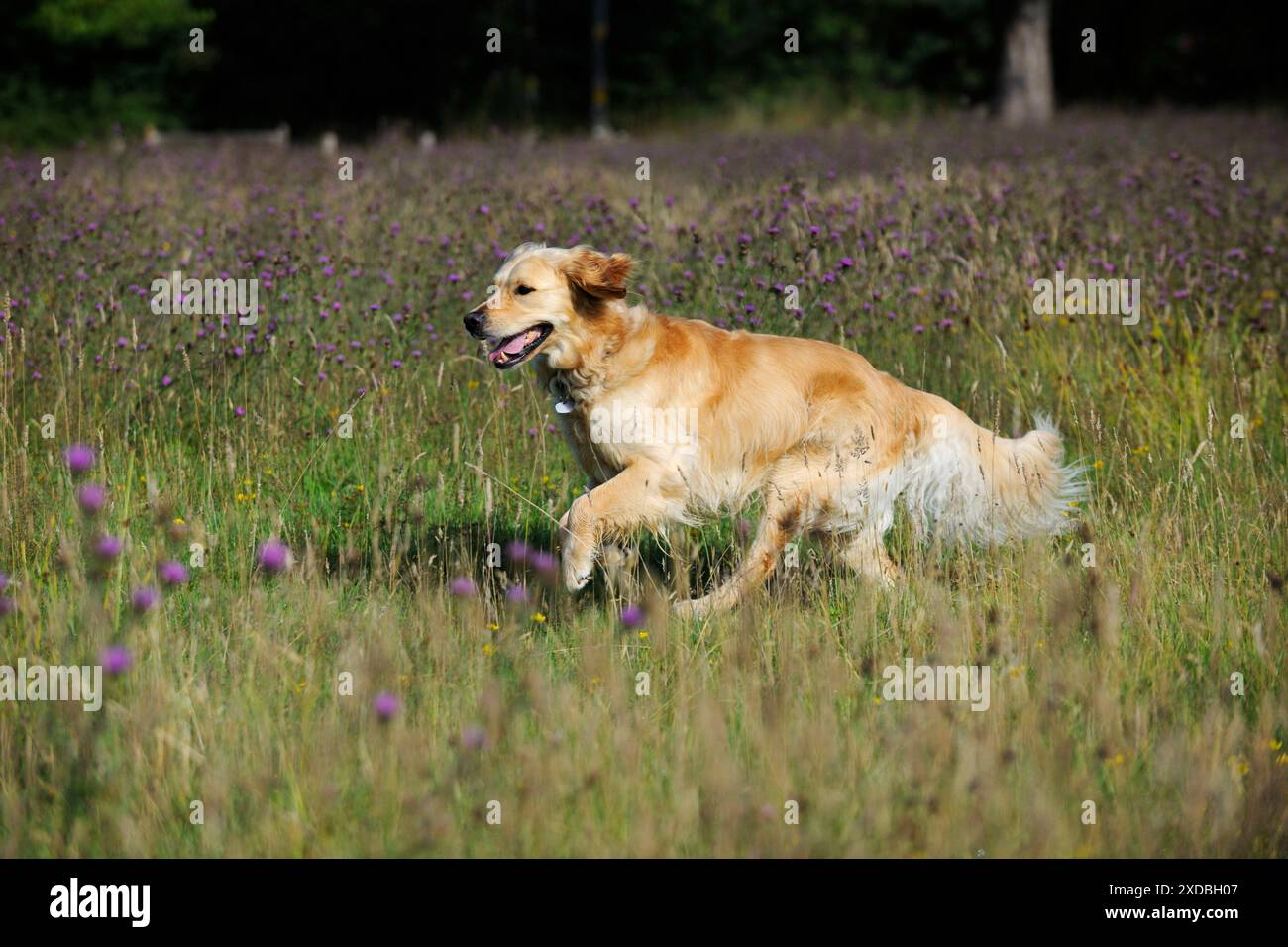 Golden Retriever Dog - running through field Stock Photo - Alamy
