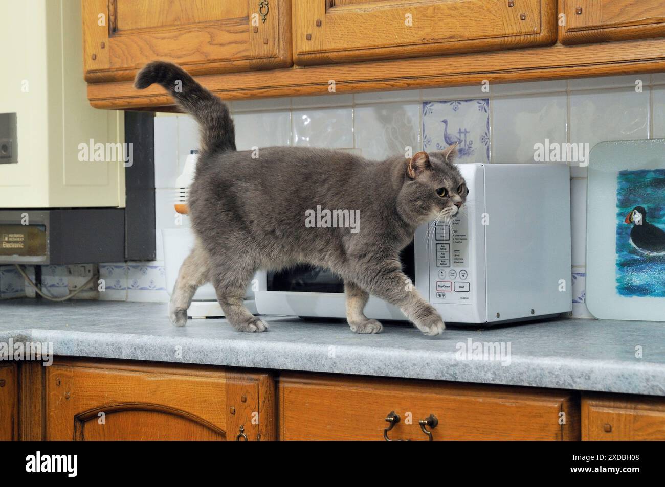 CAT. Cat walking on the kitchen work surface Stock Photo - Alamy