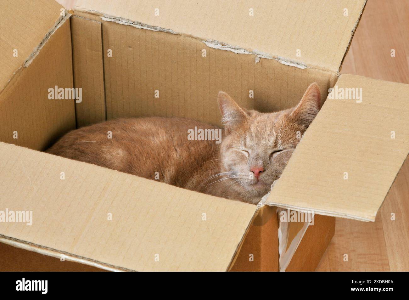 CAT. Cat sleeping in a cardboard box Stock Photo - Alamy