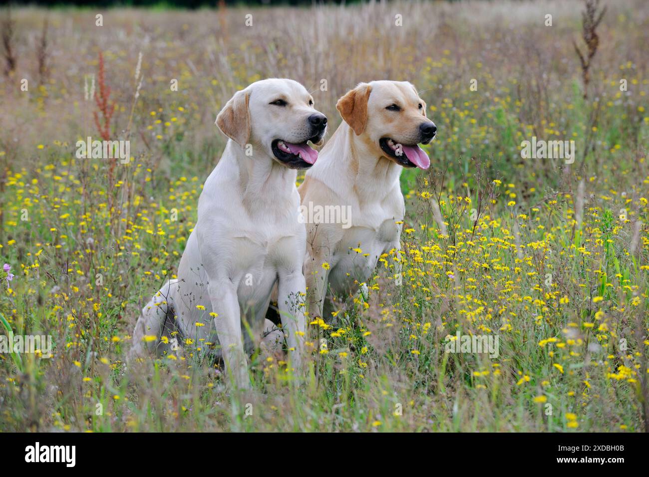 Open field mammals hi-res stock photography and images - Alamy
