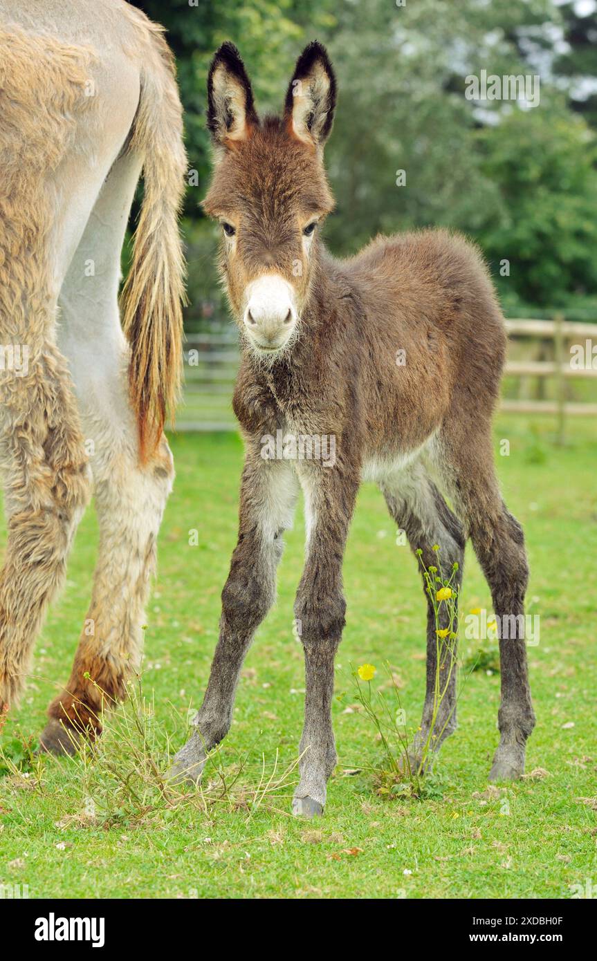 Donkeys as pets hi-res stock photography and images - Alamy