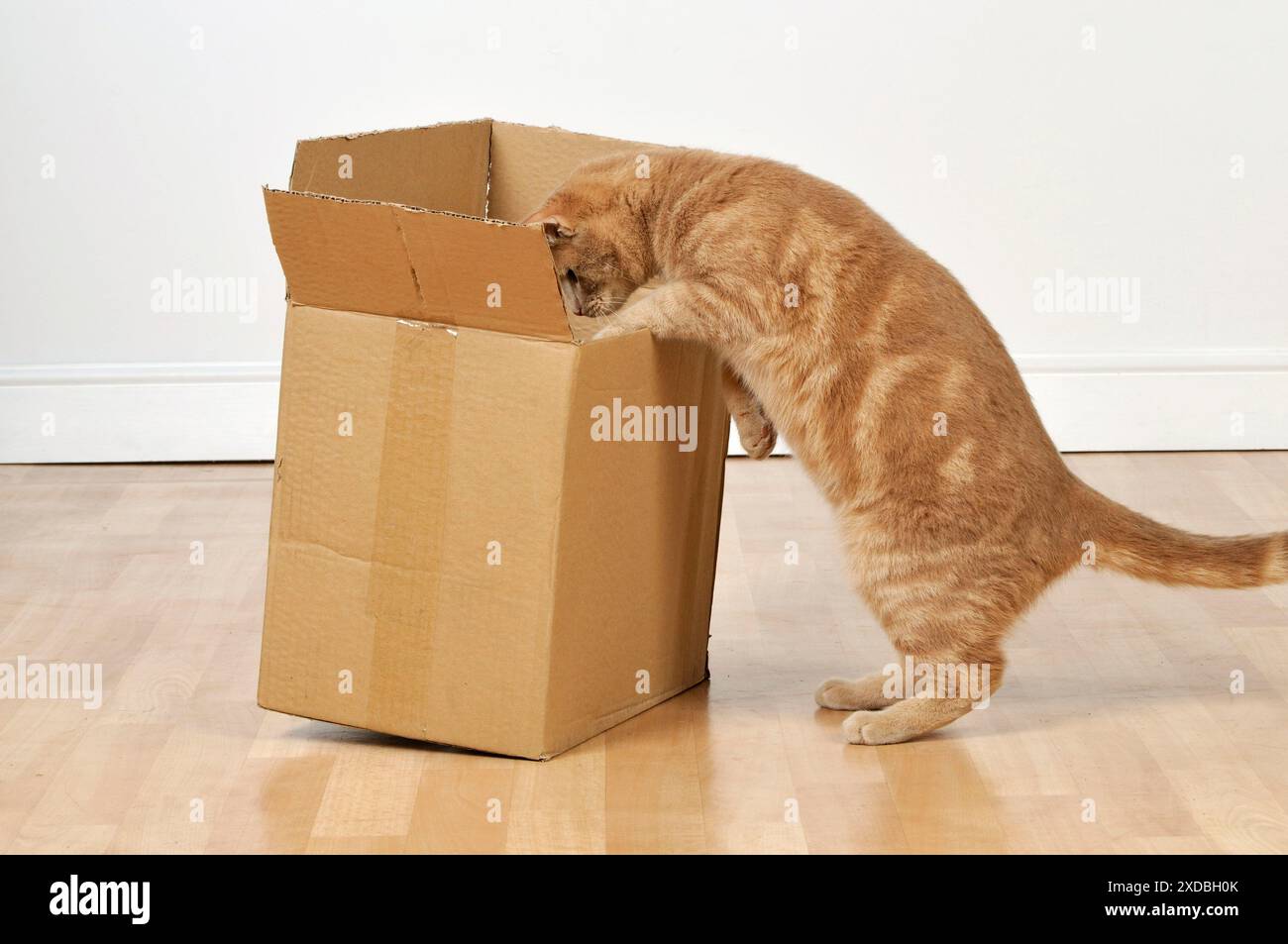 CAT. Cat exploring a cardboard box Stock Photo - Alamy CAT. Cat exploring a cardboard box Stock Photo - Alamy