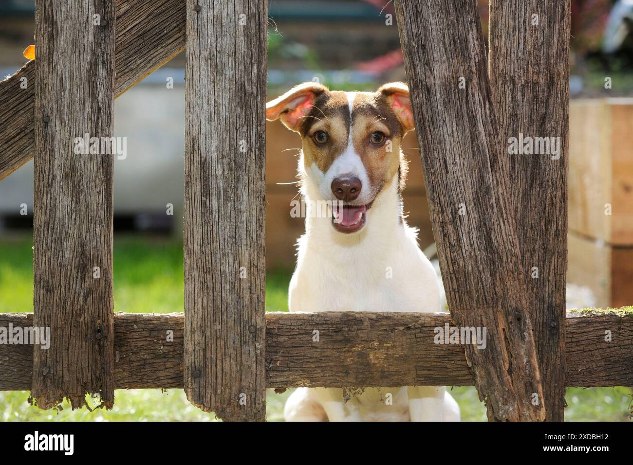 Dog looking through fence hi-res stock photography and images - Alamy